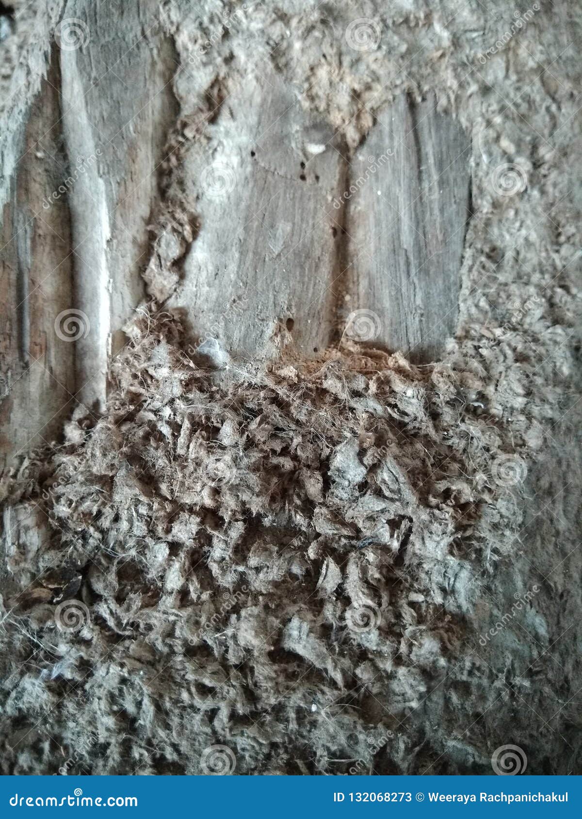 Wood decay stock image. Image of wood, rough, texture - 132068273