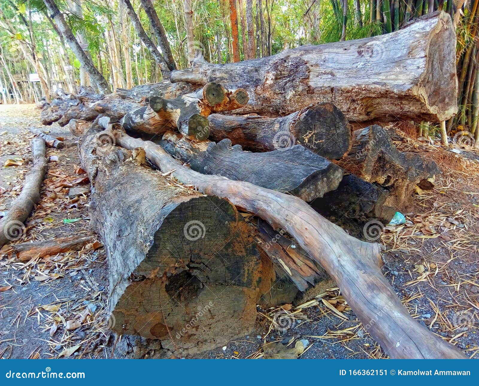 Wood, Decay, Forest, Trees, Logs, Firewood Stack Stock Image - Image of ...