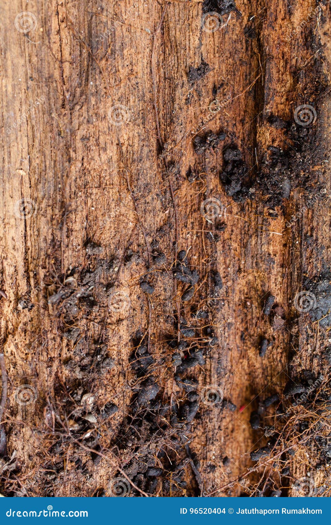 Wood decay stock photo. Image of dirty, wood, detail - 96520404