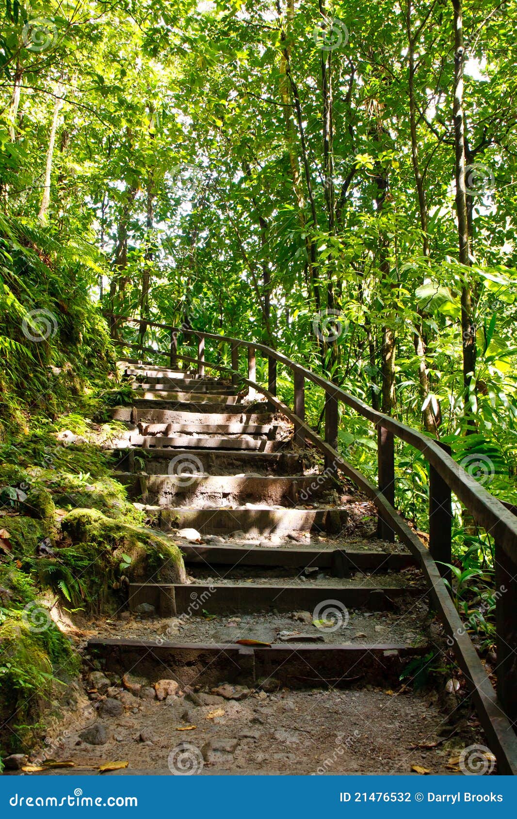 Wood and Dirt Stairs in a Tropical Jungle Stock Photo - Image of ...