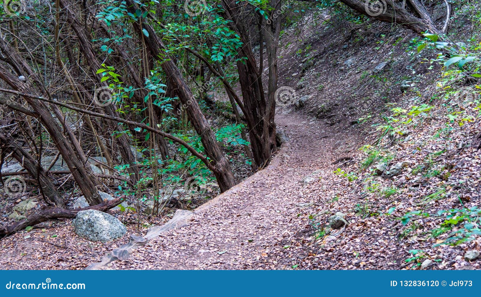 Wood and Dirt Steps through Forest Trails Stock Photo - Image of forest ...
