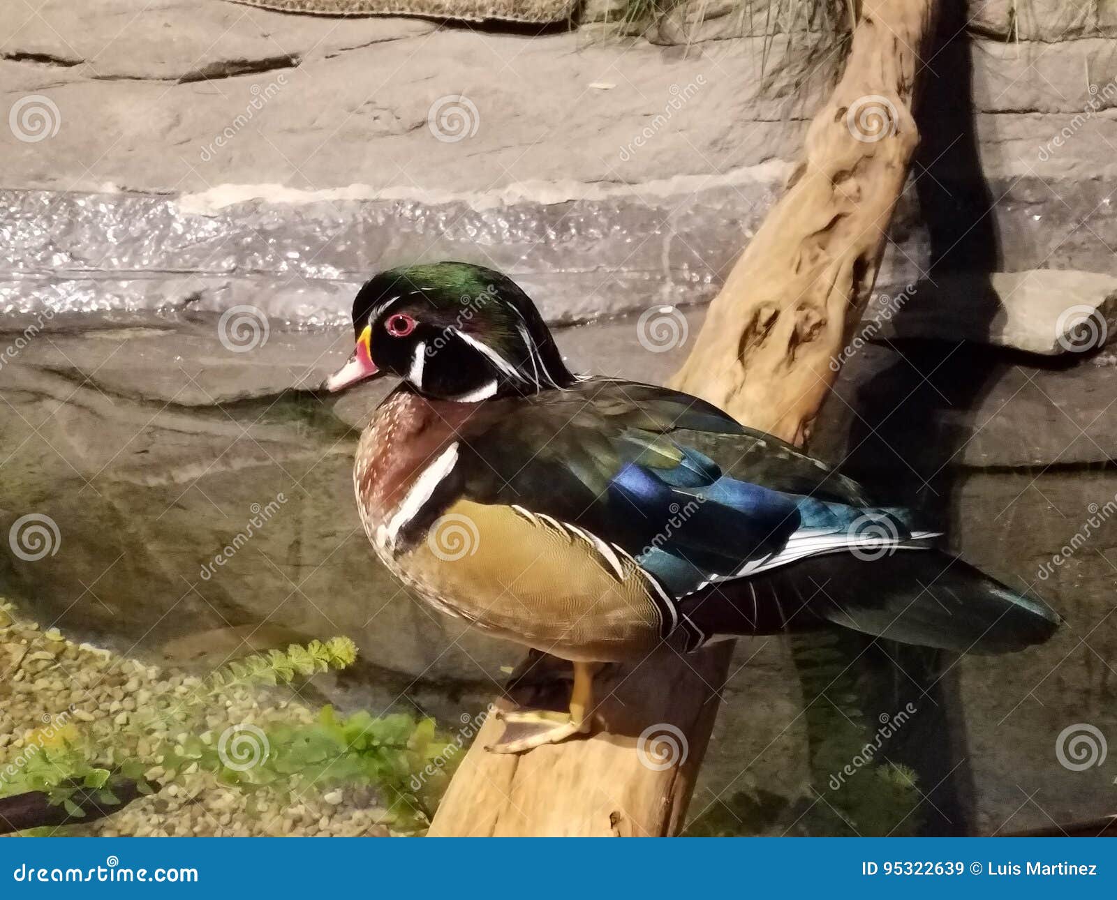 Wood drake stock image. Image of drake, bird, wood, animal - 95322639