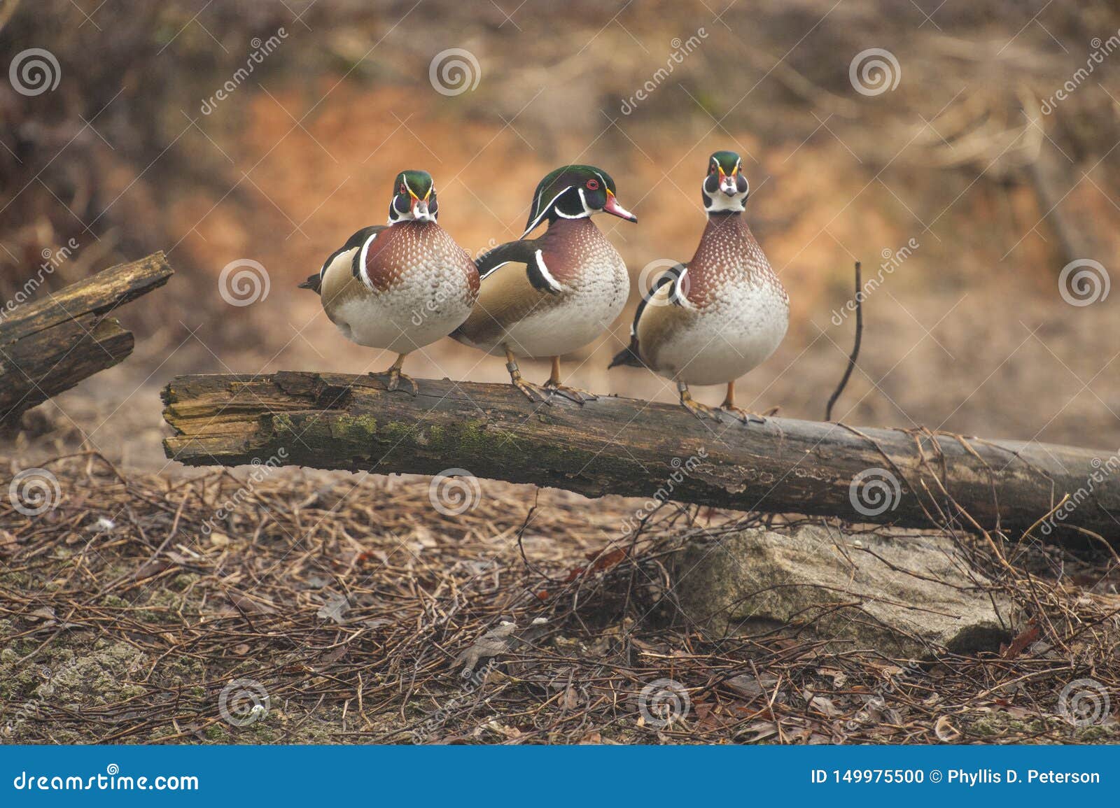 Three Wood Ducks Sit on a Branch Out of Water. Stock Photo - Image of ...