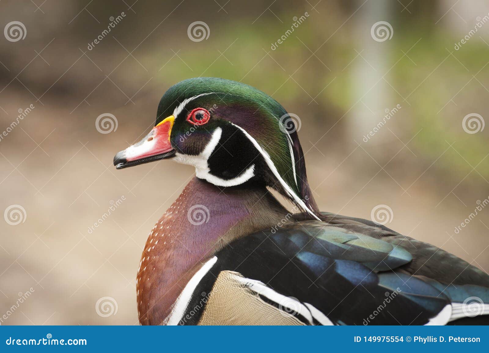 Wood Duck Sits on a Branch Out of Water. Stock Photo - Image of bird ...