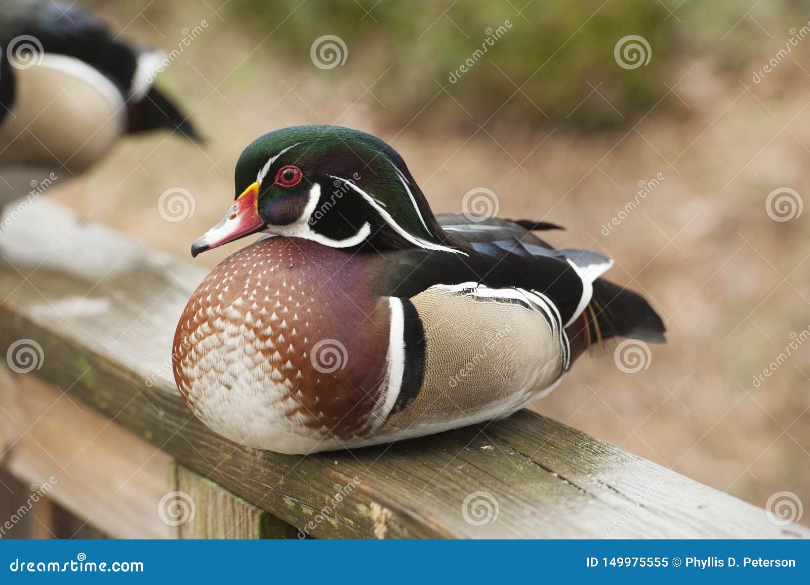 Wood Duck Sits on a Branch Out of Water. Stock Image - Image of winter ...