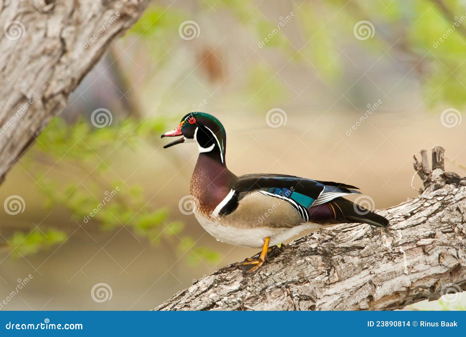 Wood Duck stock photo. Image of bold, waterfowl, sycamore - 23890814