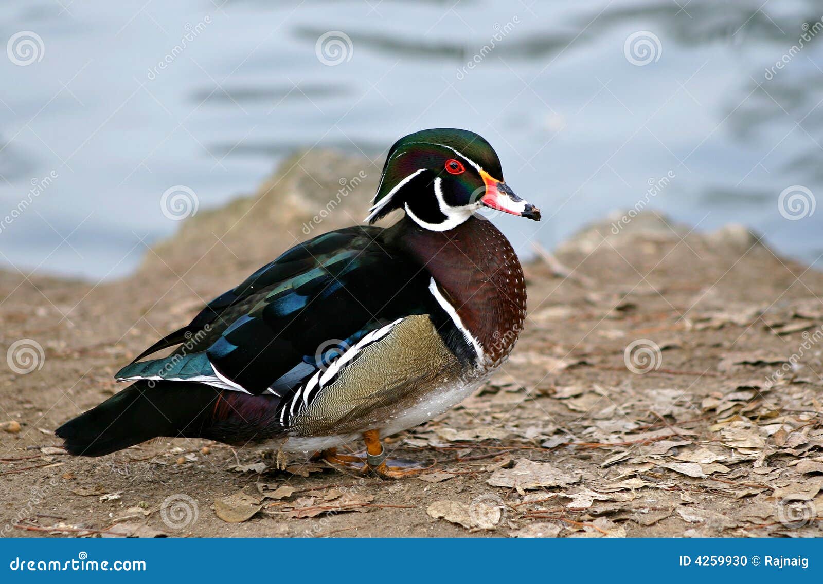 Wood_duck_drake stock photo. Image of duck, budapest, bird - 4259930