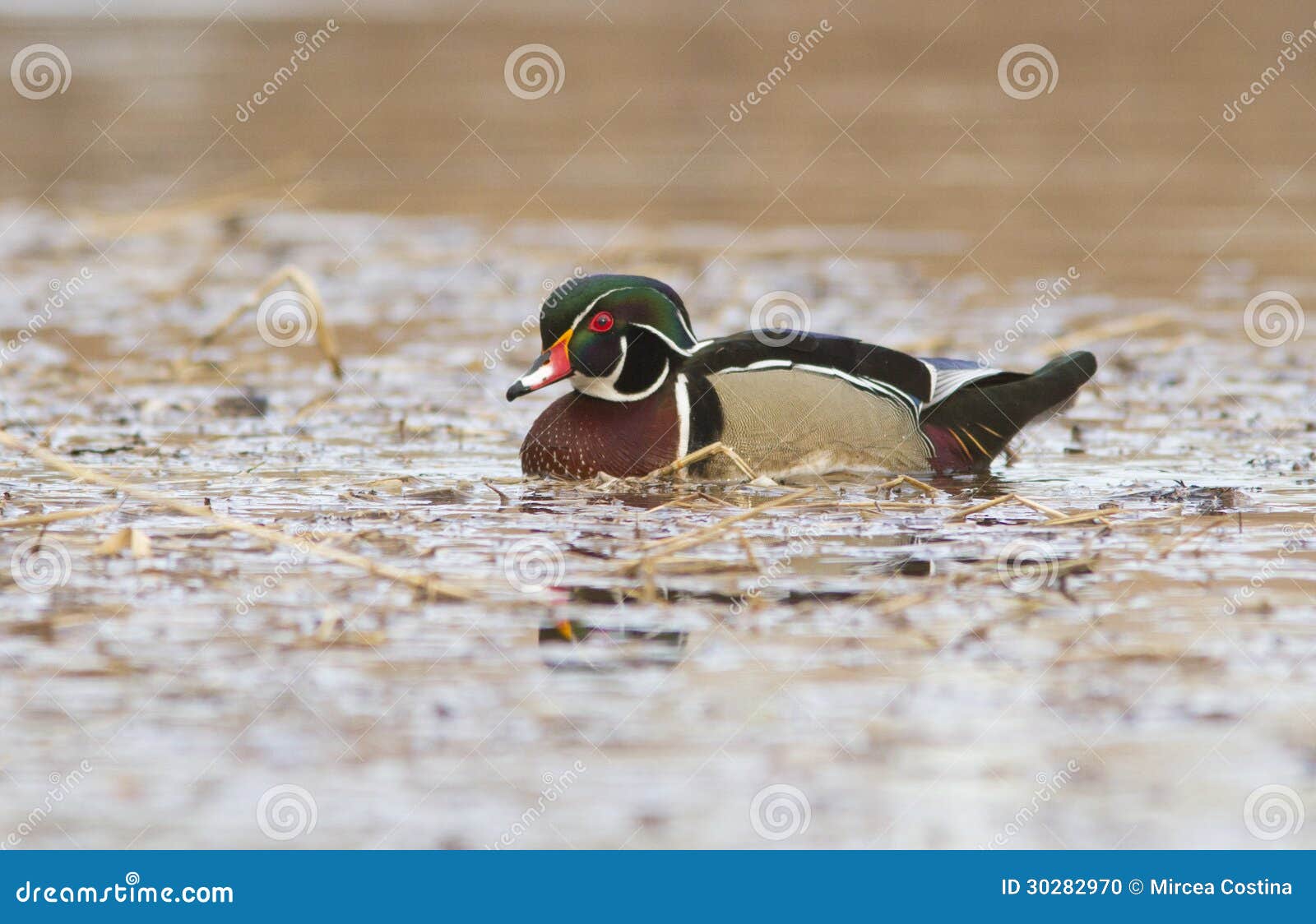 Wood duck drake stock photo. Image of wildlife, fowl - 30282970