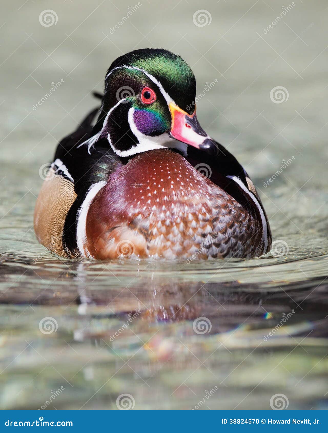 Wood Duck Drake Vertical stock photo. Image of drake - 38824570