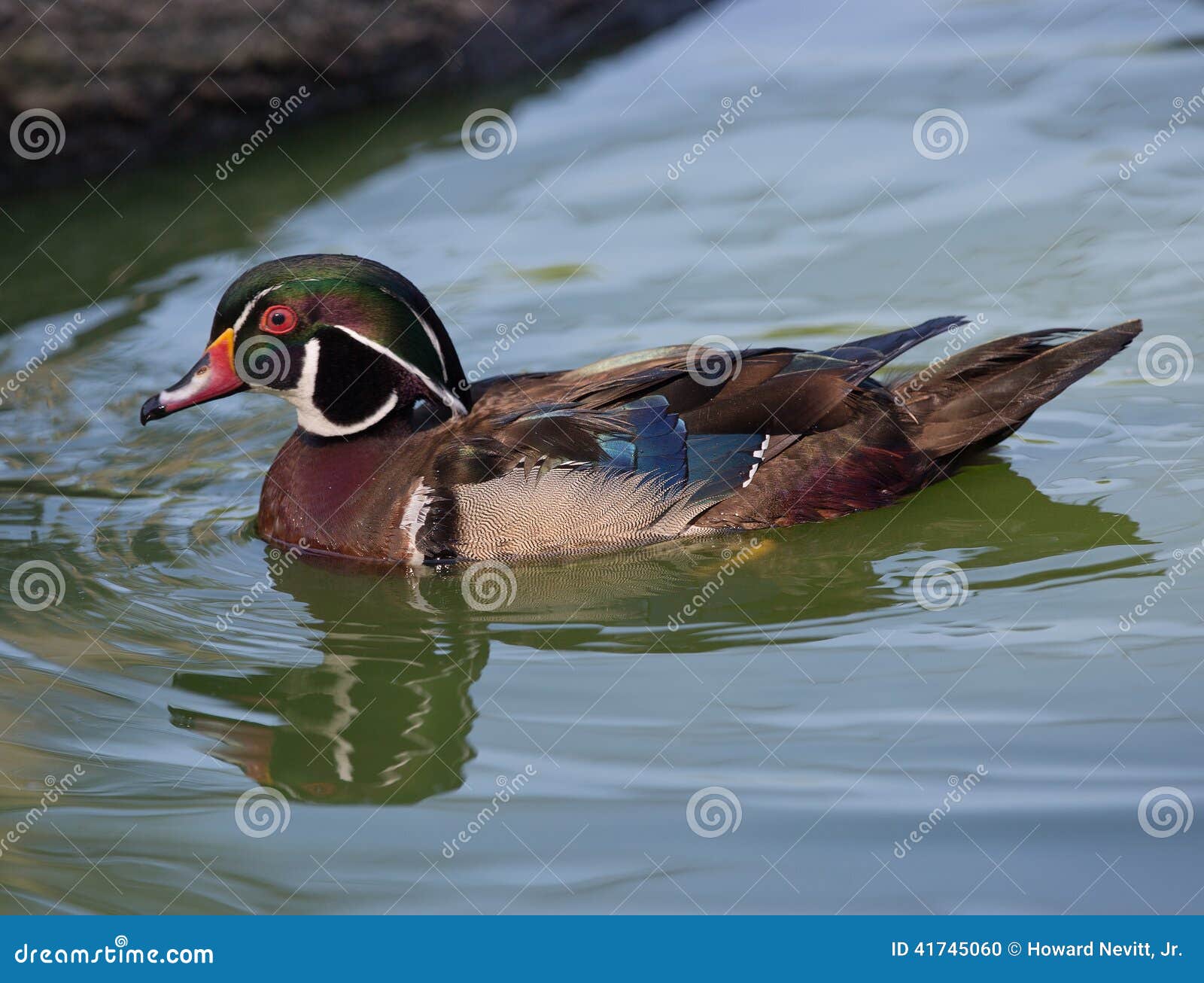 Wood duck drake Vertical stock photo. Image of male, pretty - 41745060