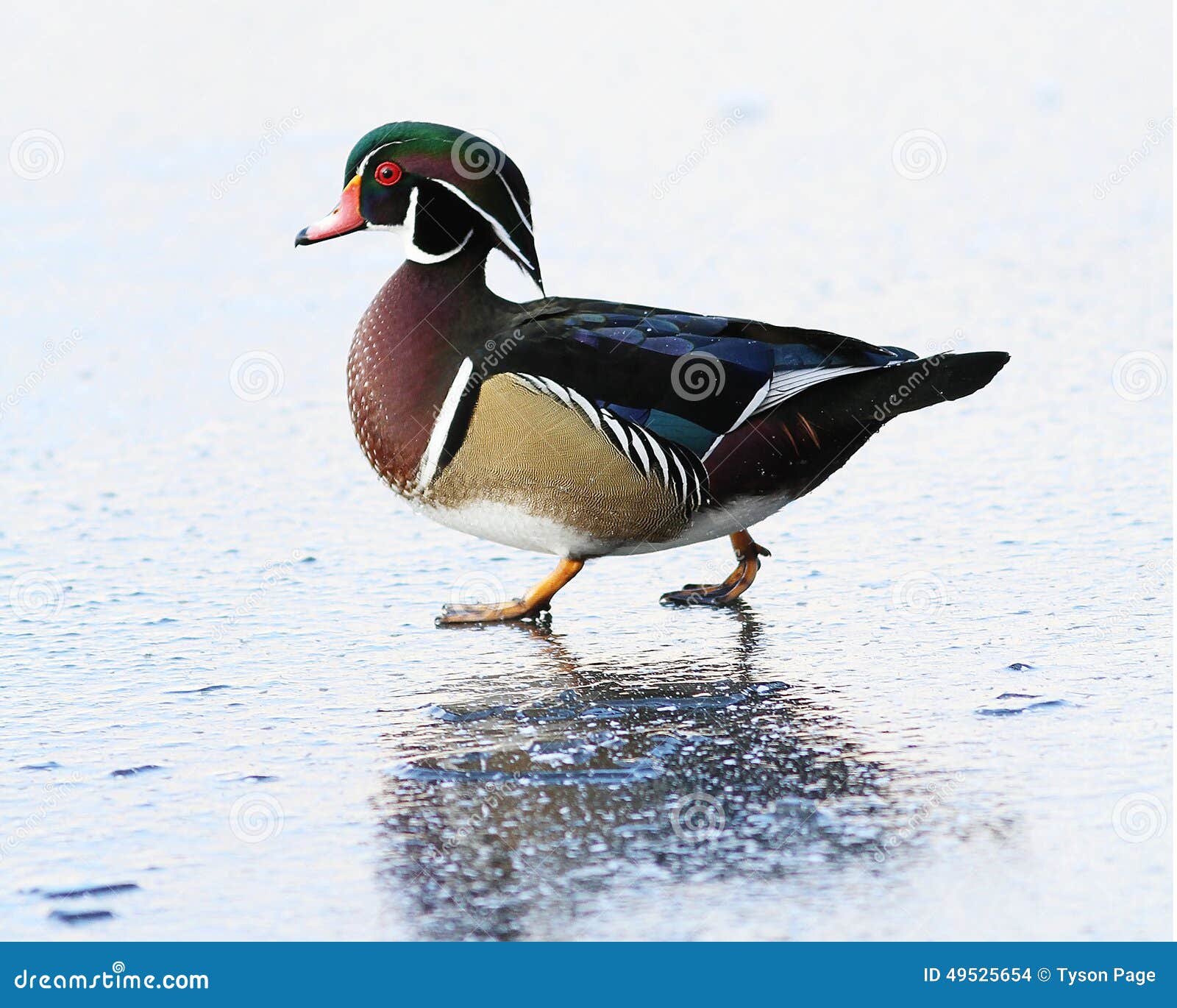 Wood Duck Drake stock photo. Image of watching, feathers - 49525654