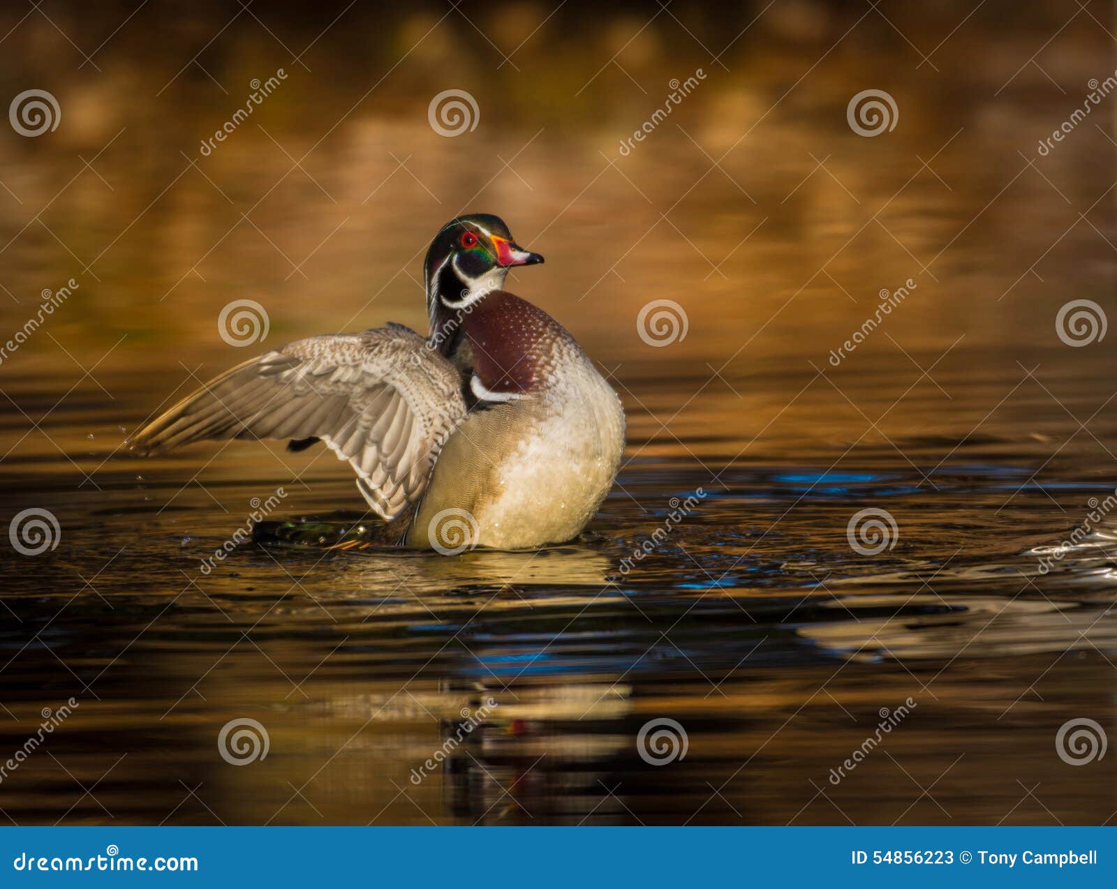 Wood Duck Flapping Its Wings Stock Image - Image of duck, wildlife ...