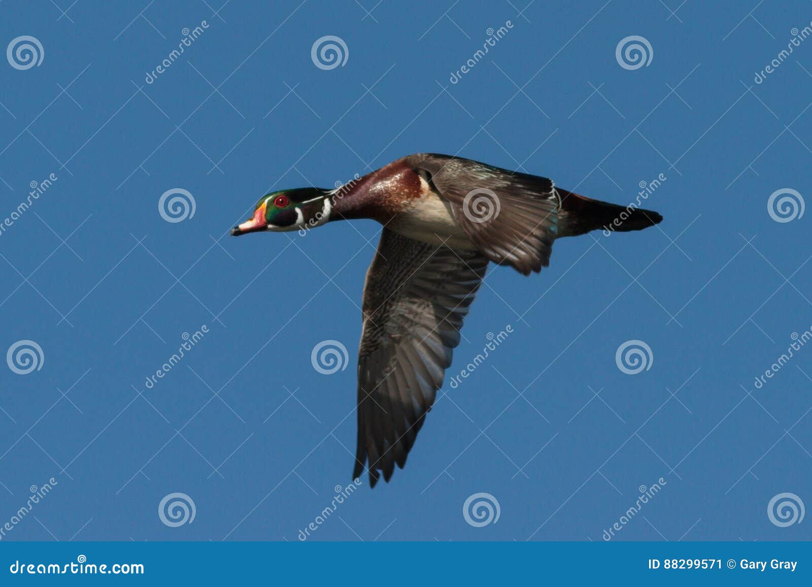Wood Duck in Flight stock image. Image of sailing, beak - 88299571