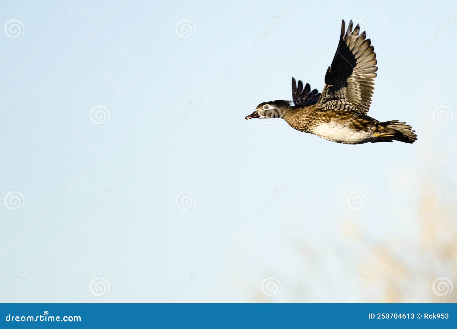 Wood Duck Flying in a Blue Sky Stock Image - Image of aquatic, nature ...