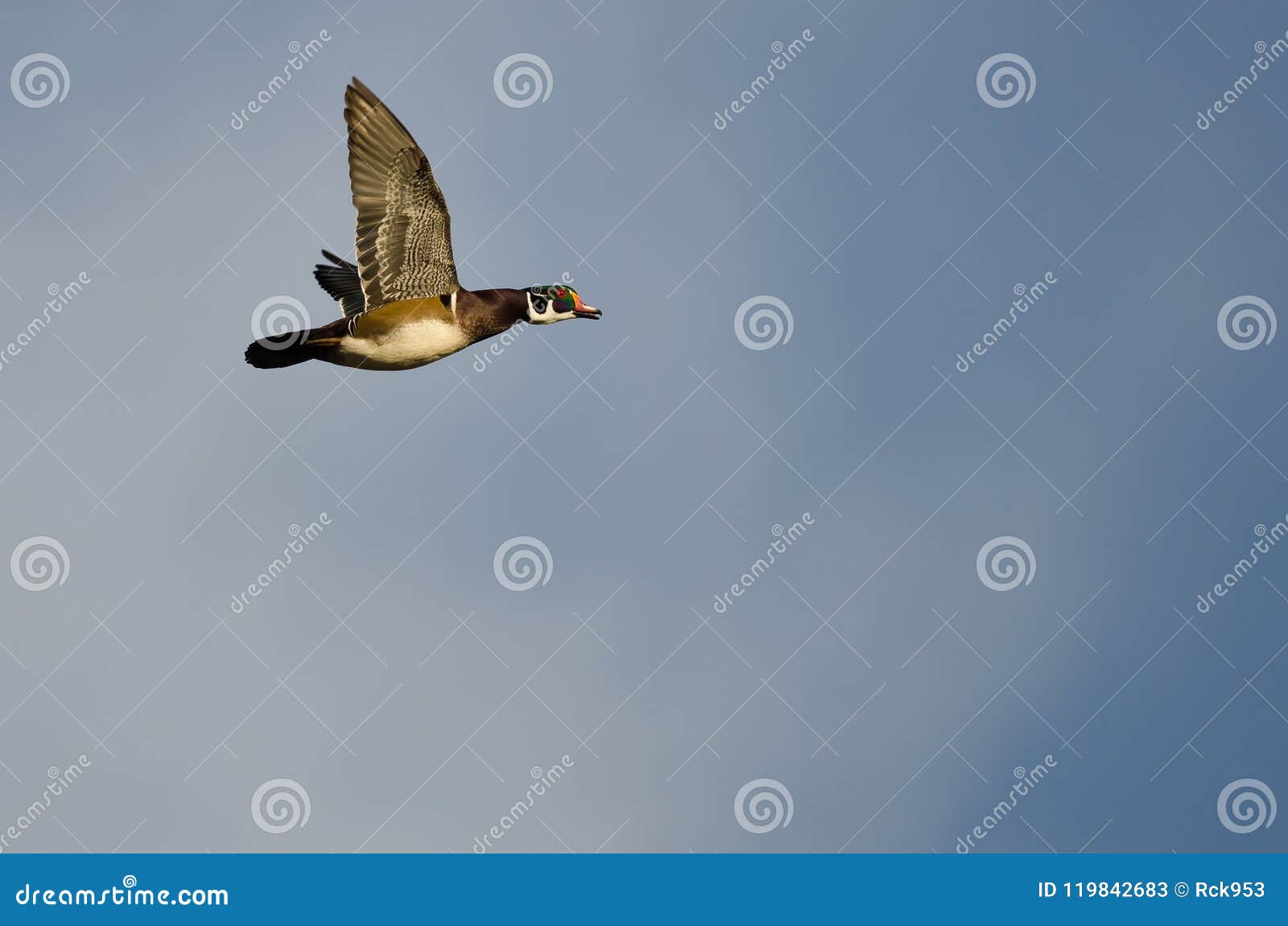 Wood Duck Flying in a Blue Sky Stock Image - Image of flight, cloudy ...