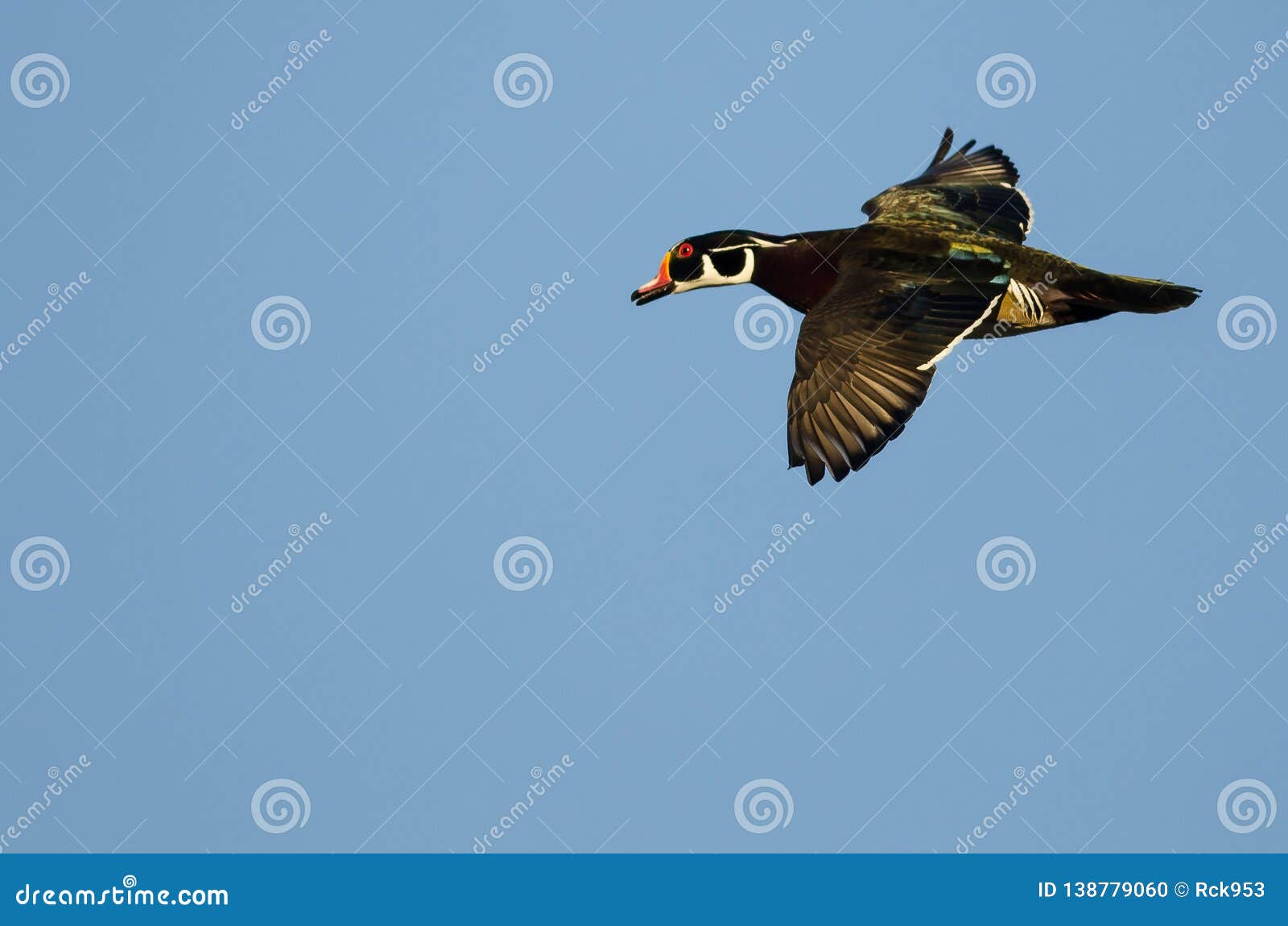 Wood Duck Flying in a Blue Sky Stock Photo - Image of flight, america ...
