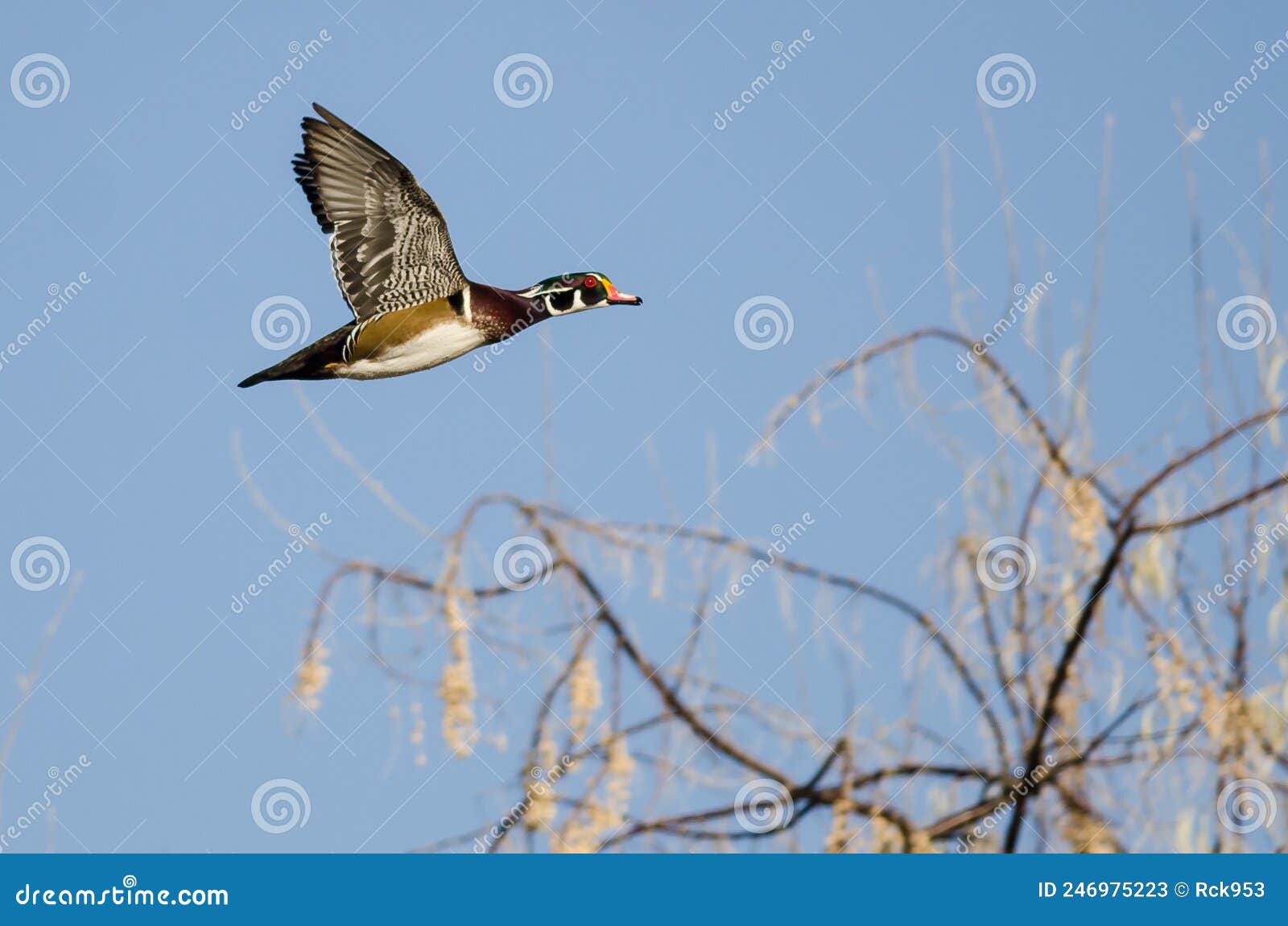 Wood Duck Flying Low Over the Autumn Trees Stock Image - Image of fall ...