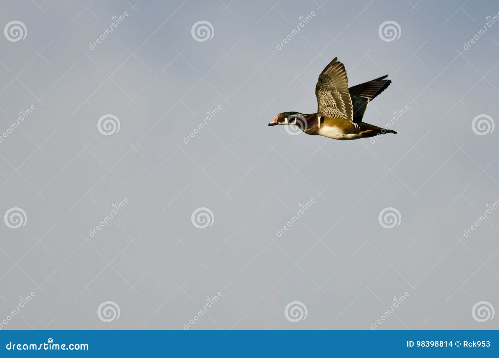 Wood Duck Flying in an Overcast Sky Stock Photo - Image of circling ...