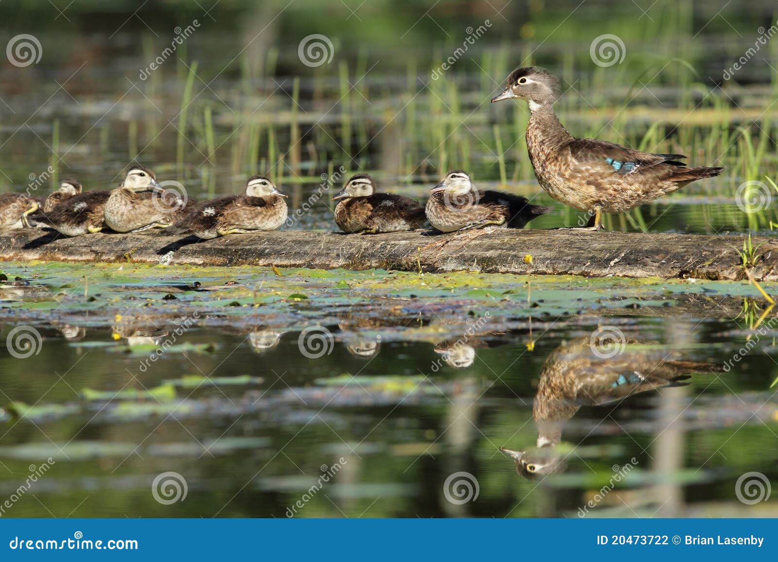 Wood Duck Hen and Ducklings Stock Photo - Image of family, baby: 20473722