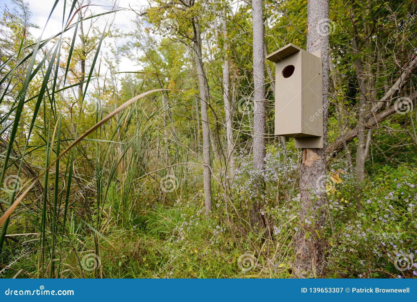 Wood Duck Nesting Box in a Marsh Stock Image - Image of hanging, swampy ...