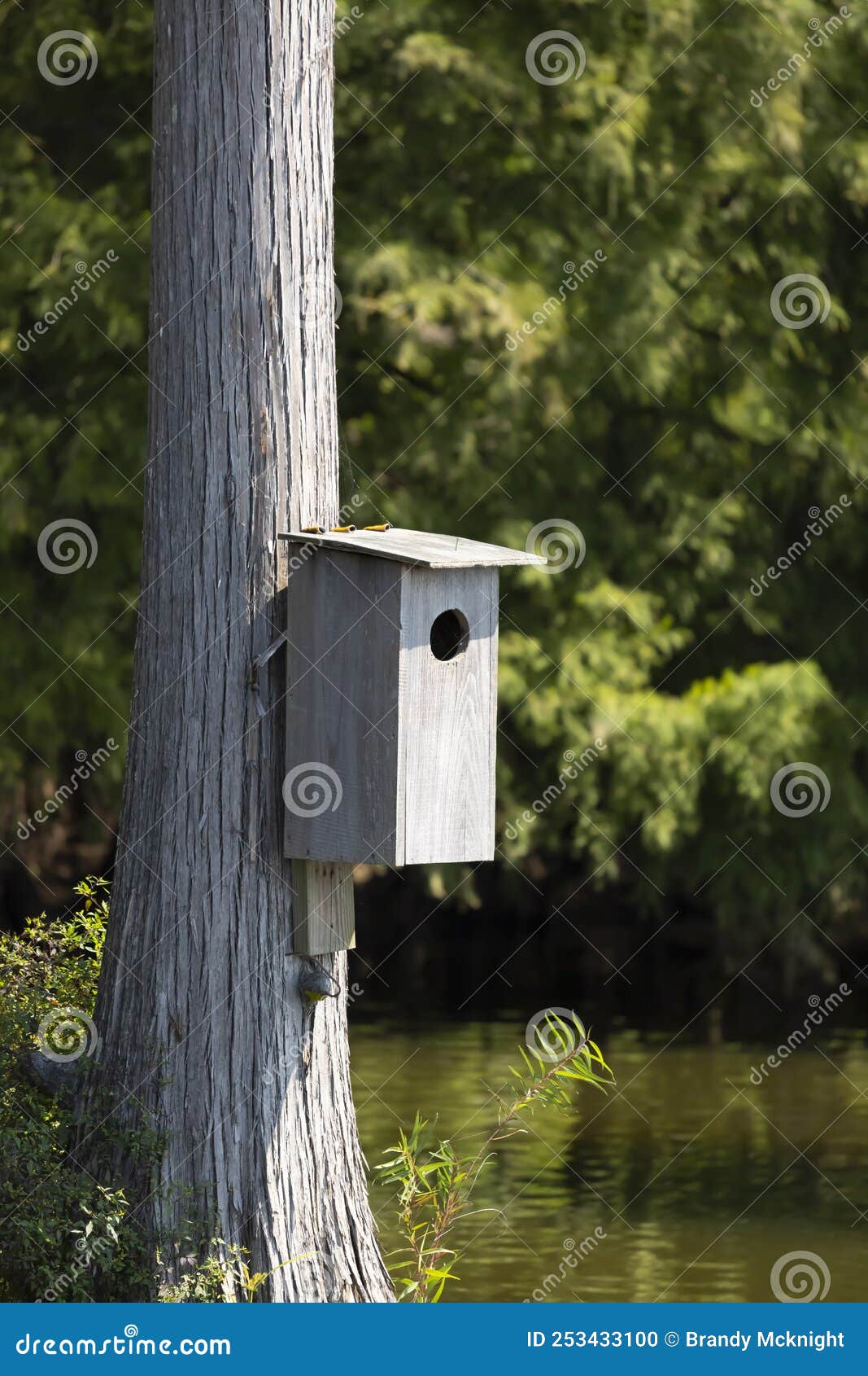 Wood Duck Nesting Box stock photo. Image of reproduce - 253433100