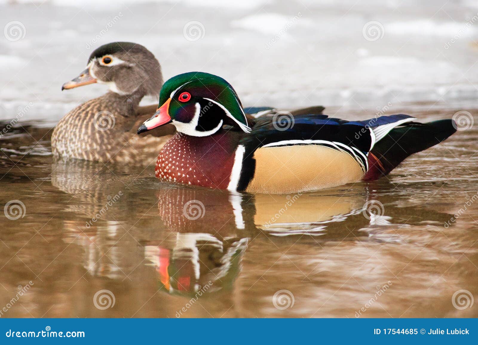 Wood Duck Couple In Pond. Royalty-Free Stock Image | CartoonDealer.com ...