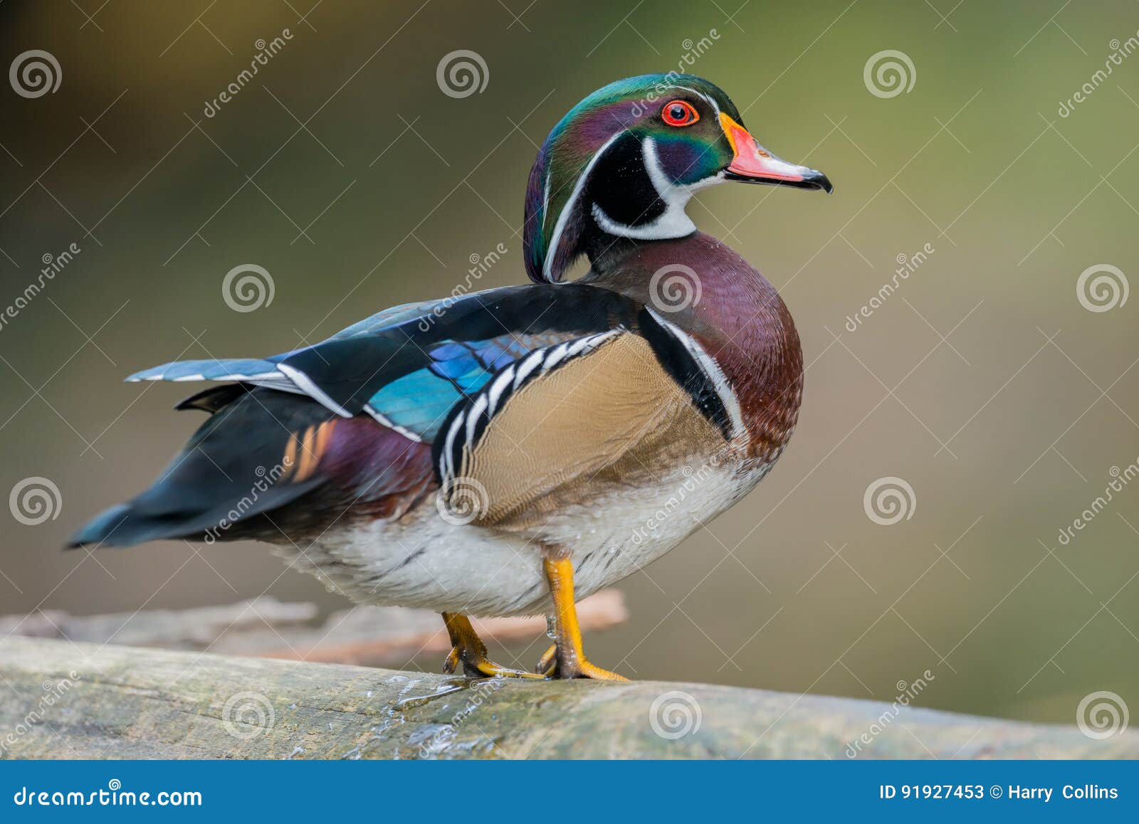 Wood Duck stock image. Image of columbia, eagle, gray - 91927453