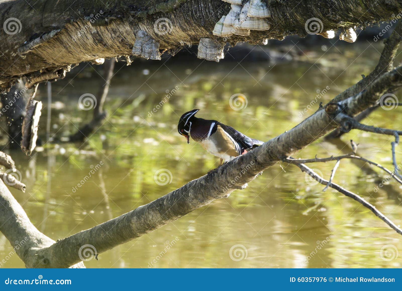 Wood Duck Perched upon Branch Stock Photo - Image of colorful, moss ...