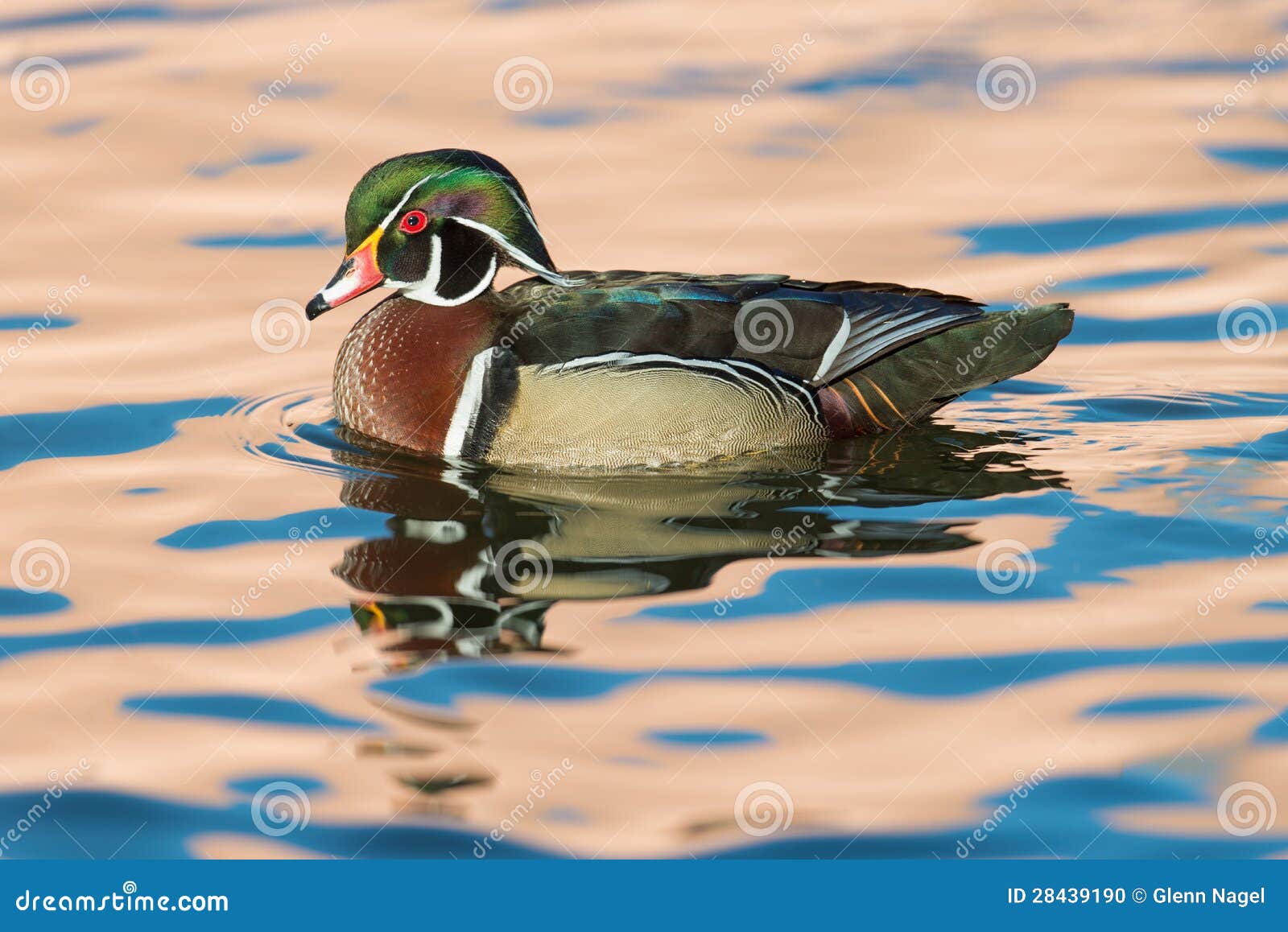 Wood Duck Mating Stock Photo | CartoonDealer.com #110901330