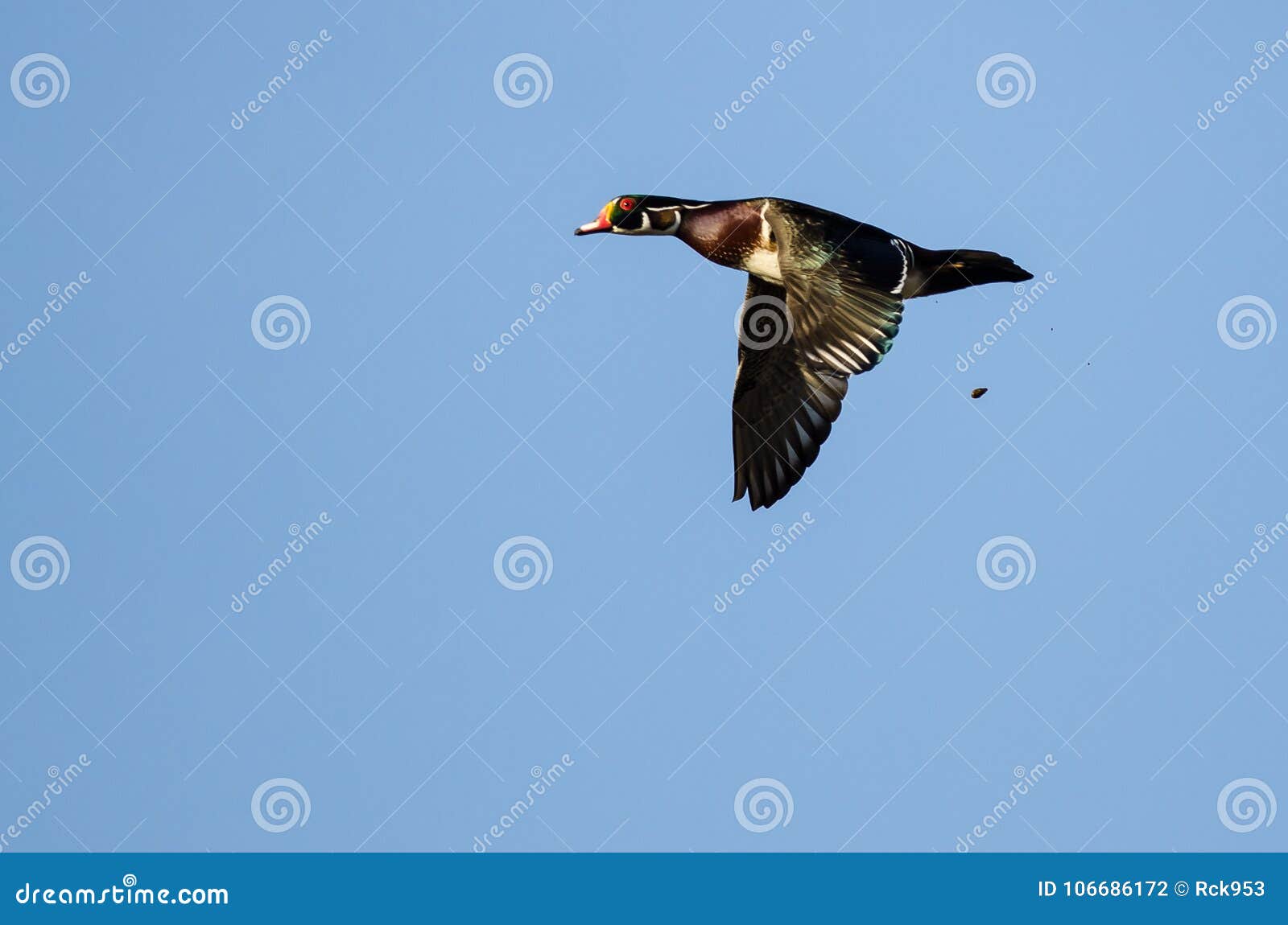 Wood Duck Pooping while Flying in a Blue Sky Stock Photo - Image of ...