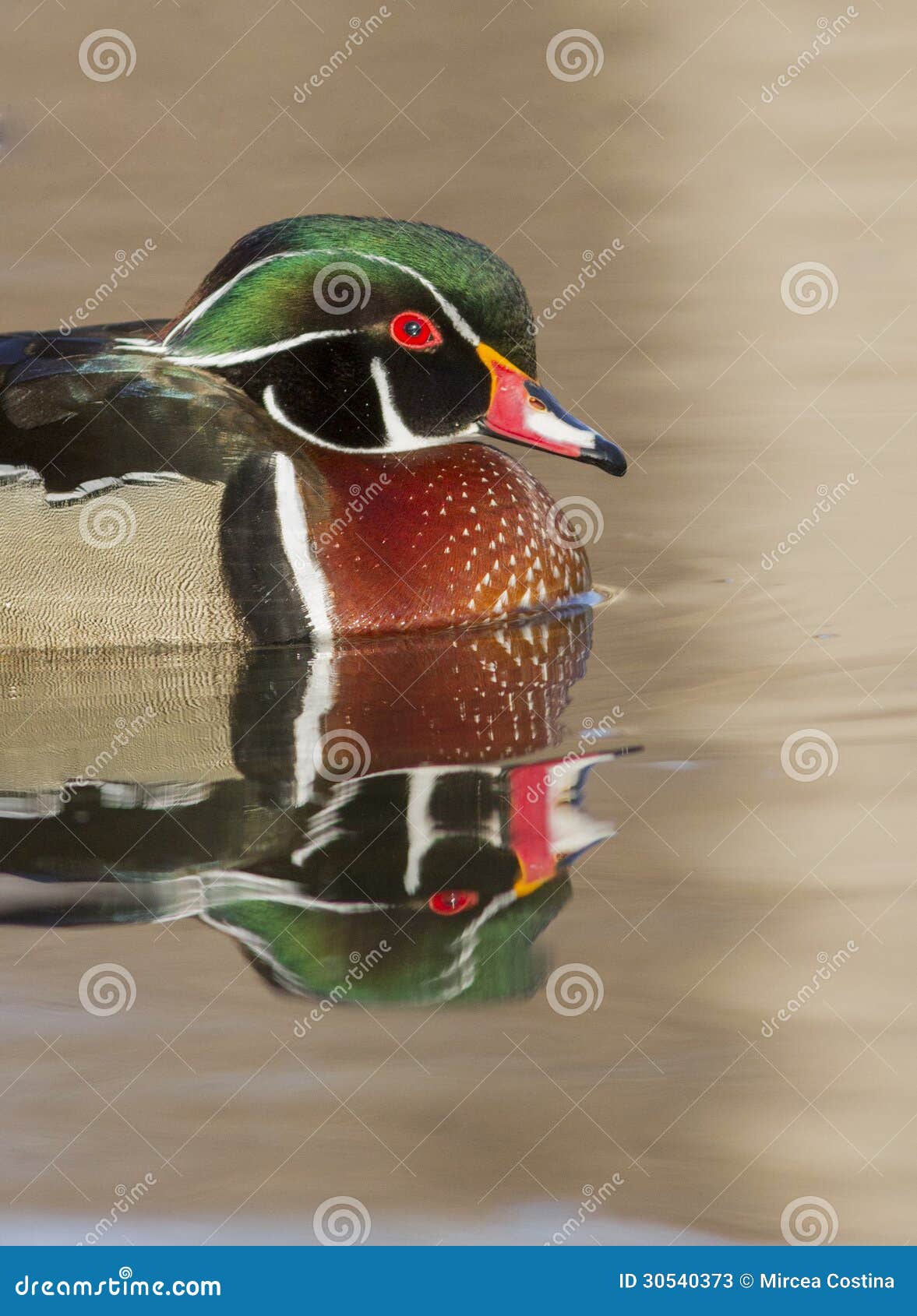 Wood duck reflection stock image. Image of carolina, feather - 30540373