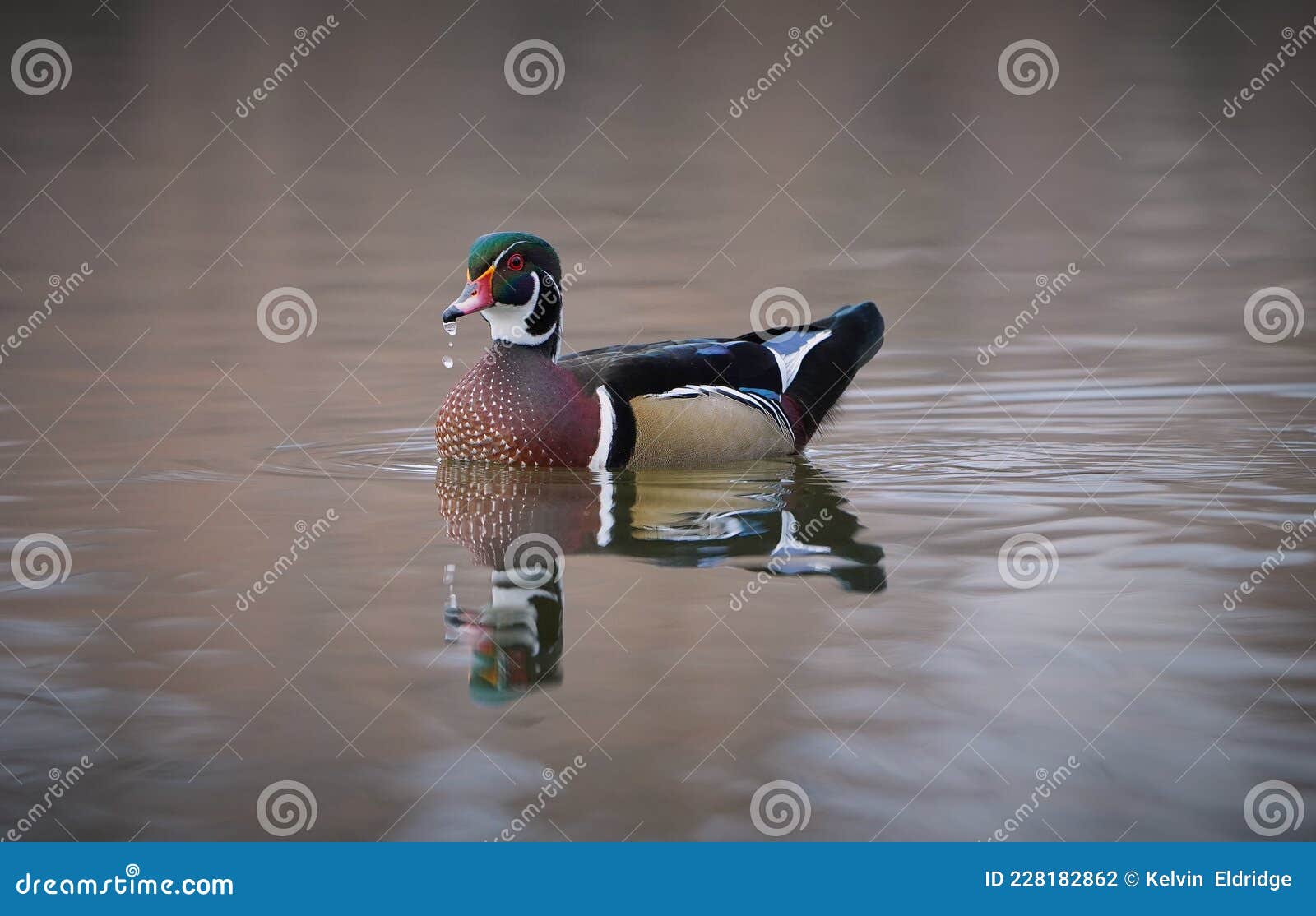 Wood Duck Reflection Up Close on Water Stock Photo - Image of feather ...
