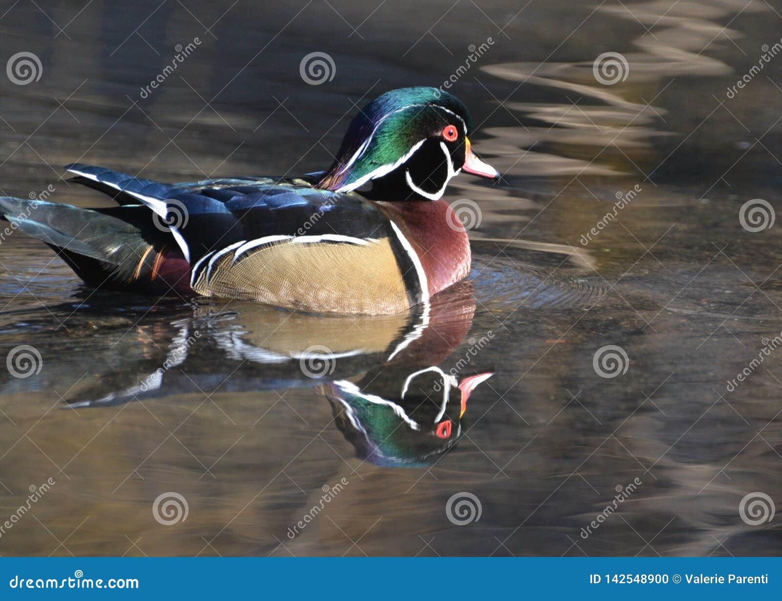 Wood Duck Reflection in the Water Park Stock Photo - Image of park ...
