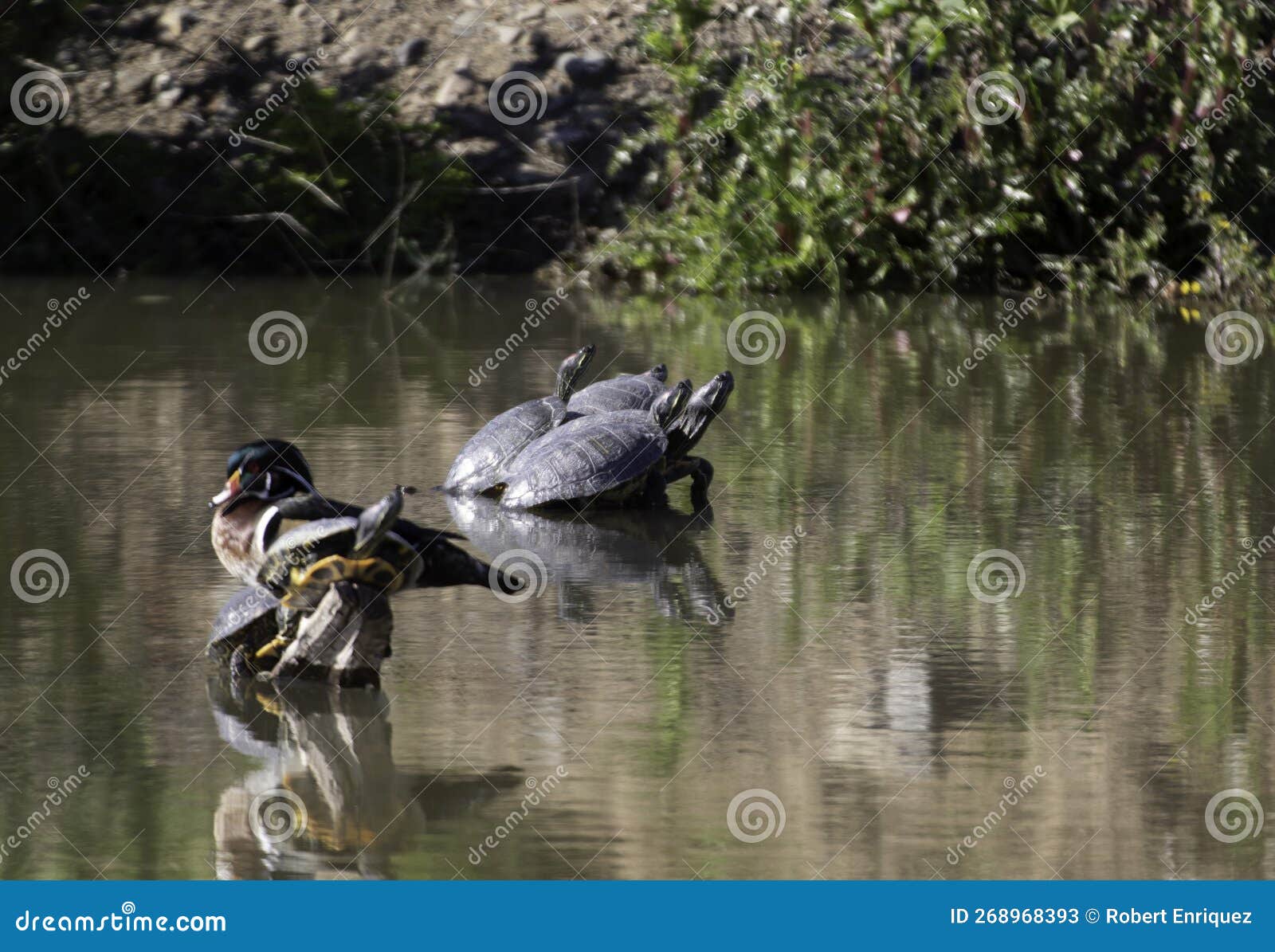 A Wood Duck and Some Turtles Stock Image - Image of birding, hunting ...