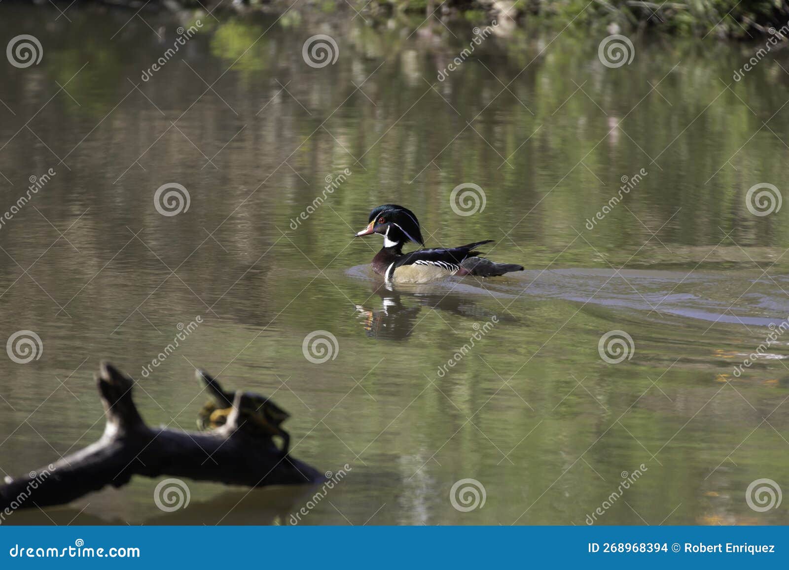 A Wood Duck and Some Turtles Stock Photo - Image of hunting, pond ...