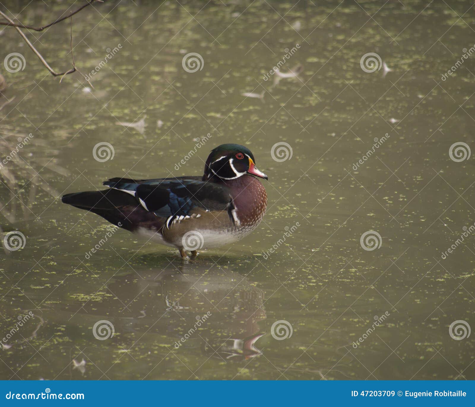 Wood Duck Standing in Swamp Stock Image - Image of nature, wood: 47203709