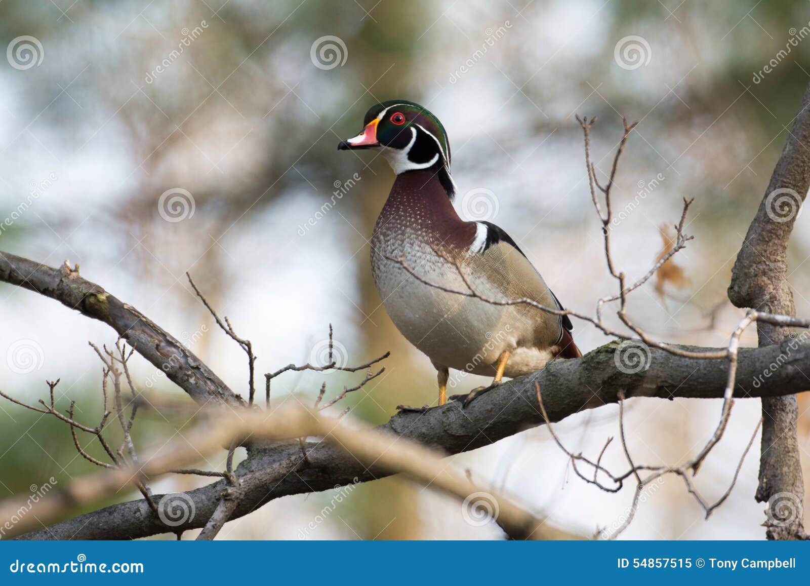 Wood duck in tree stock image. Image of wood, bird, woods - 54857515