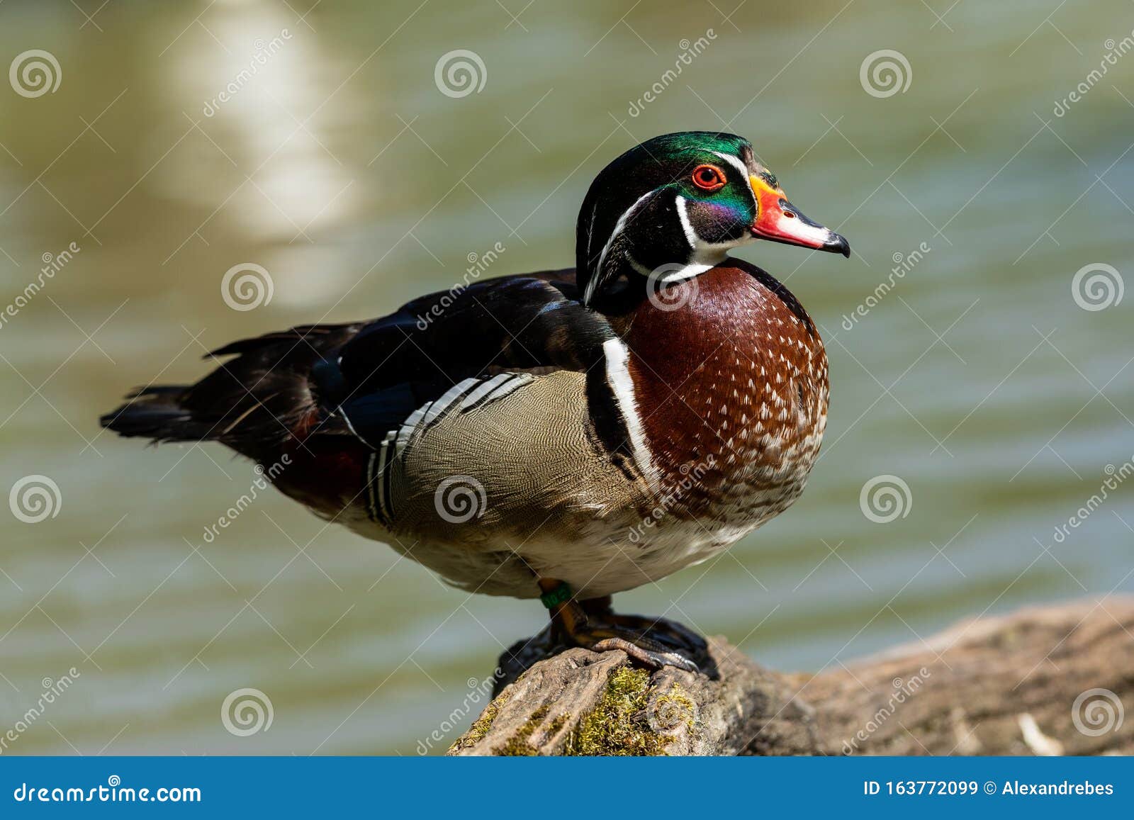 Wood duck on the tree stock image. Image of green, animal - 163772099