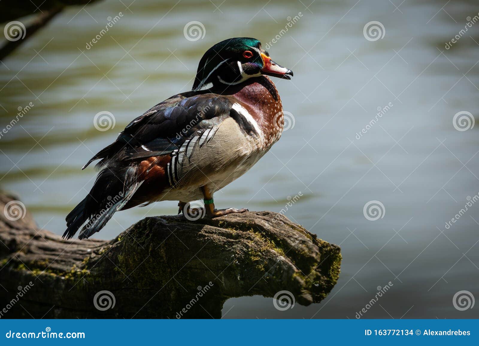Wood duck on the tree stock photo. Image of north, aquatic - 163772134