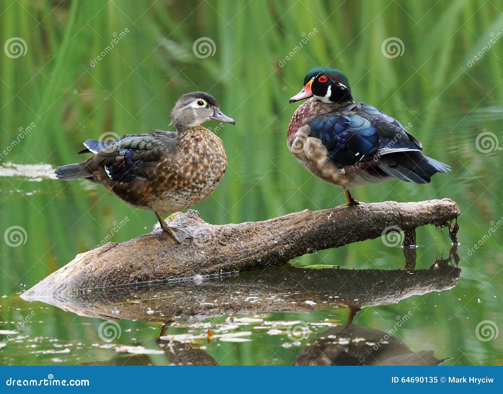 Wood Ducks Mating Stock Image | CartoonDealer.com #66859777