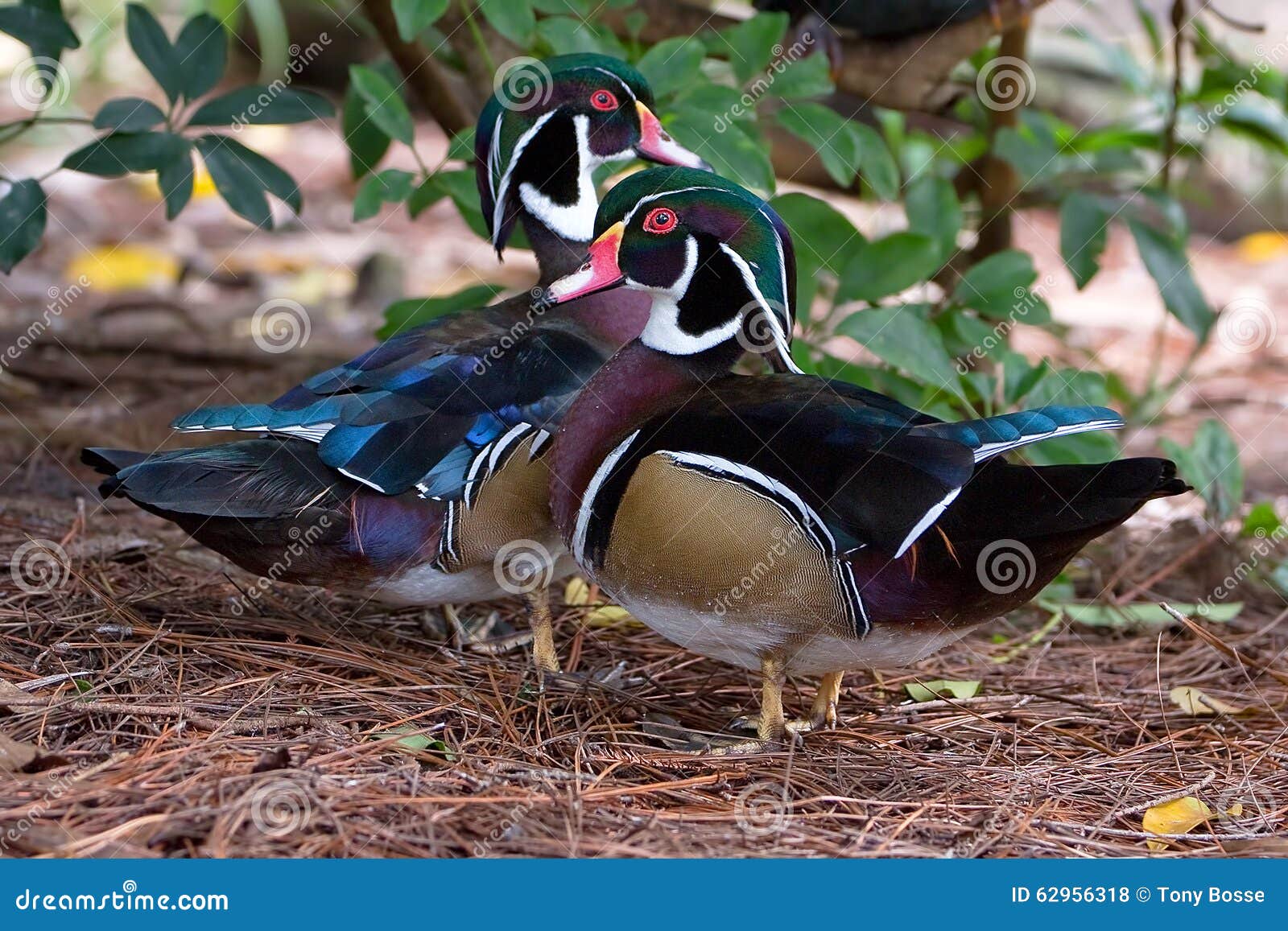 Wood Ducks stock photo. Image of audubon, wilderness - 62956318