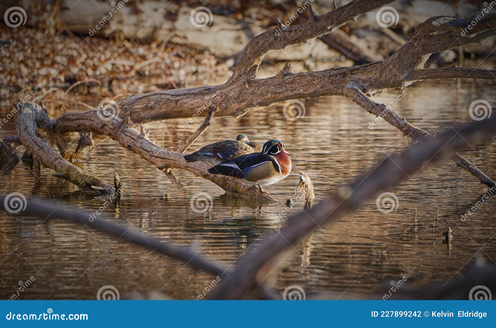 Wood Ducks Resting on Tree Limb Over Water Stock Photo - Image of ...