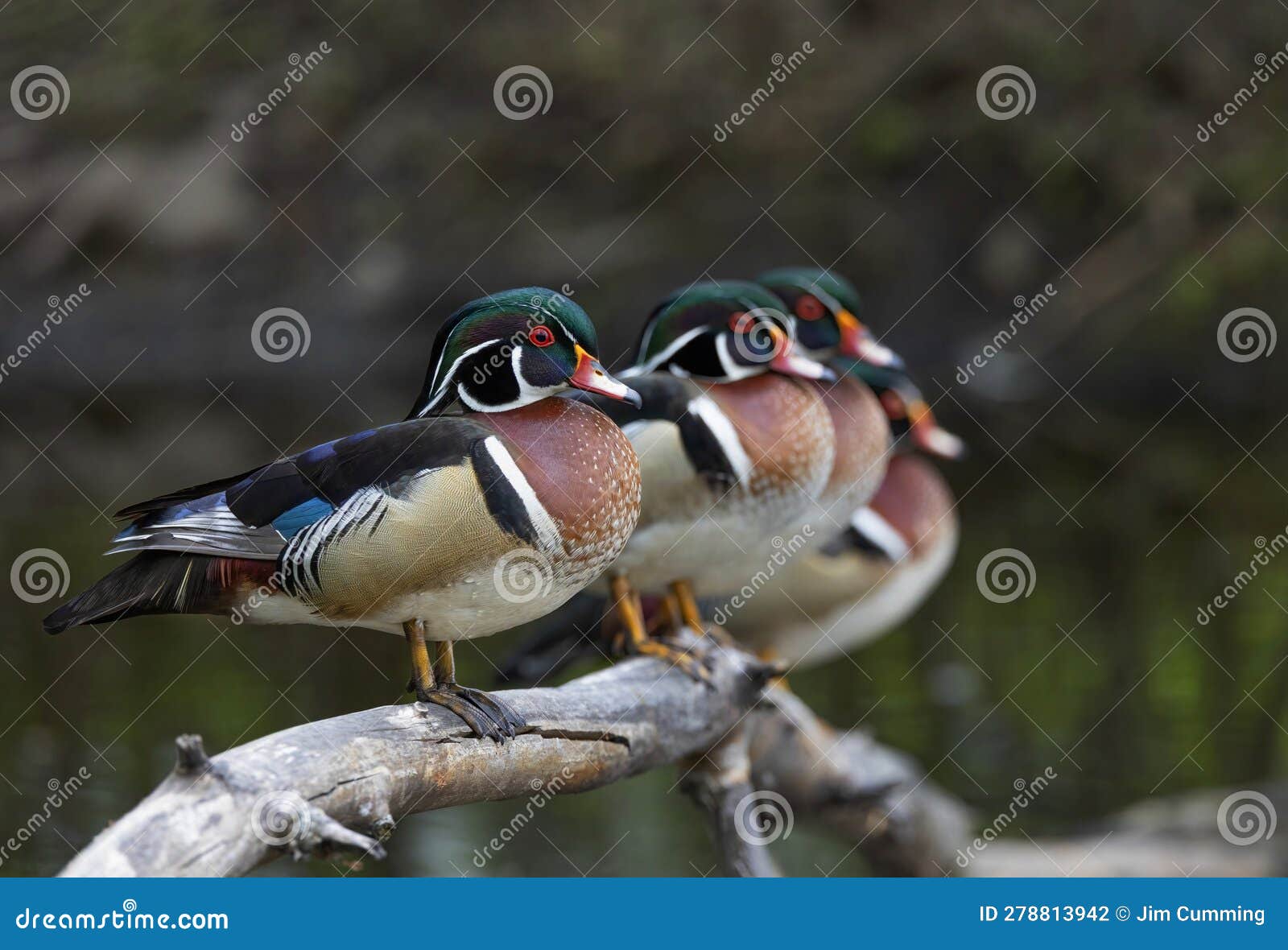 Wood Ducks Standing in a Row on a Log in Springtime Stock Photo - Image ...