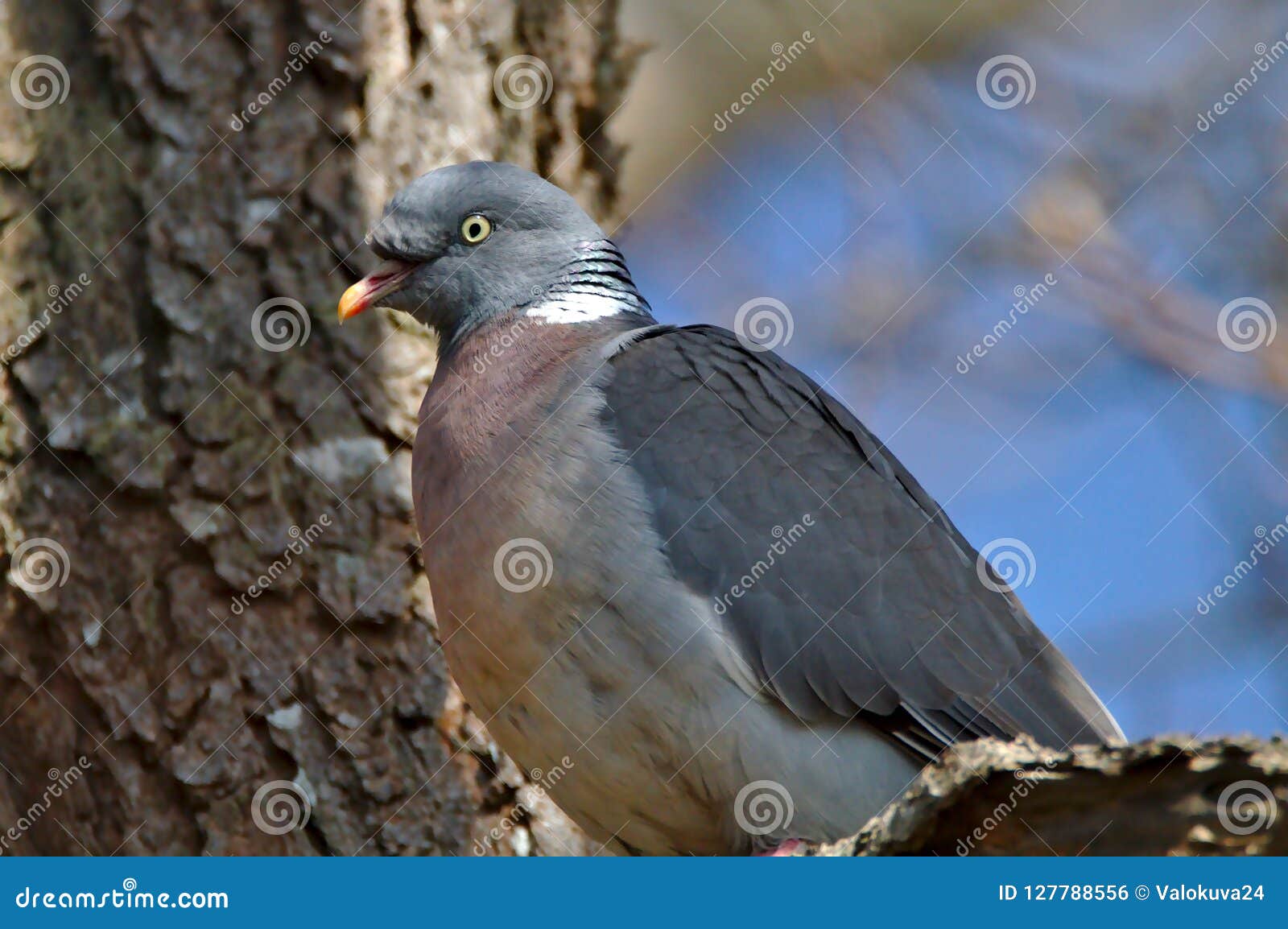Wood duva arkivfoto. Bild av fjäder, vila, skog, amazons - 127788556