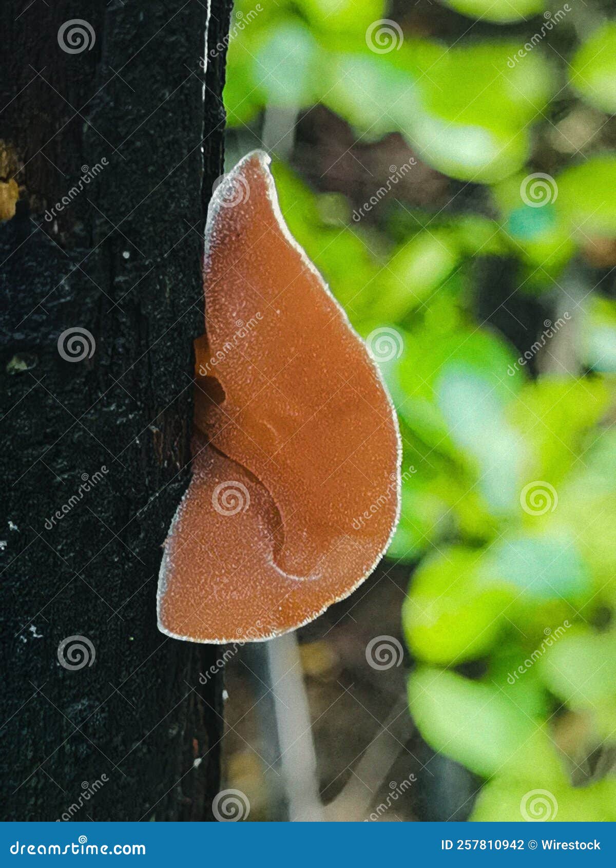 Wood Ear Fungus on a Tiny Tree Stock Photo - Image of vertical, plant ...