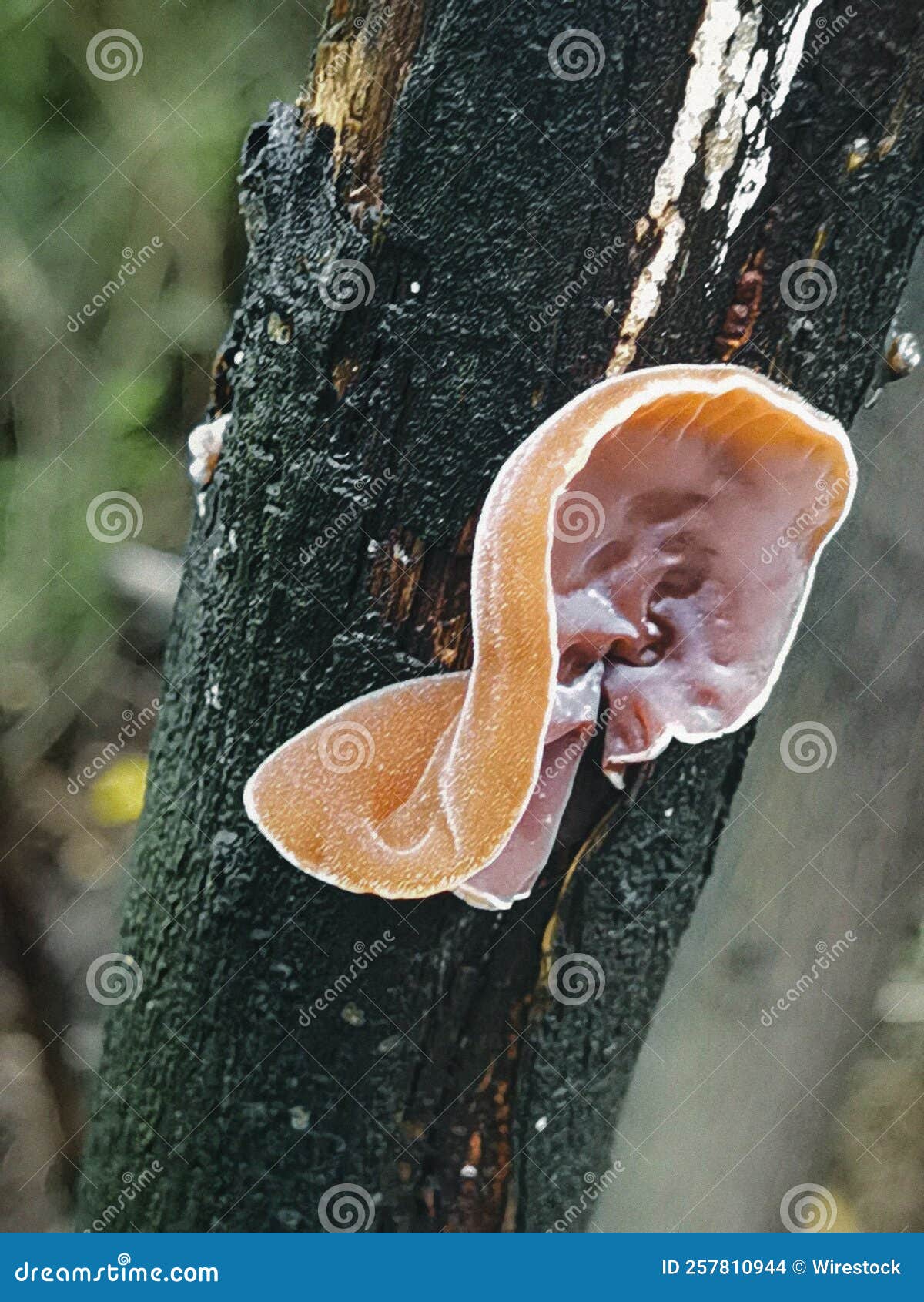 Wood Ear Fungus on a Tiny Tree, Vertical Stock Photo - Image of ...