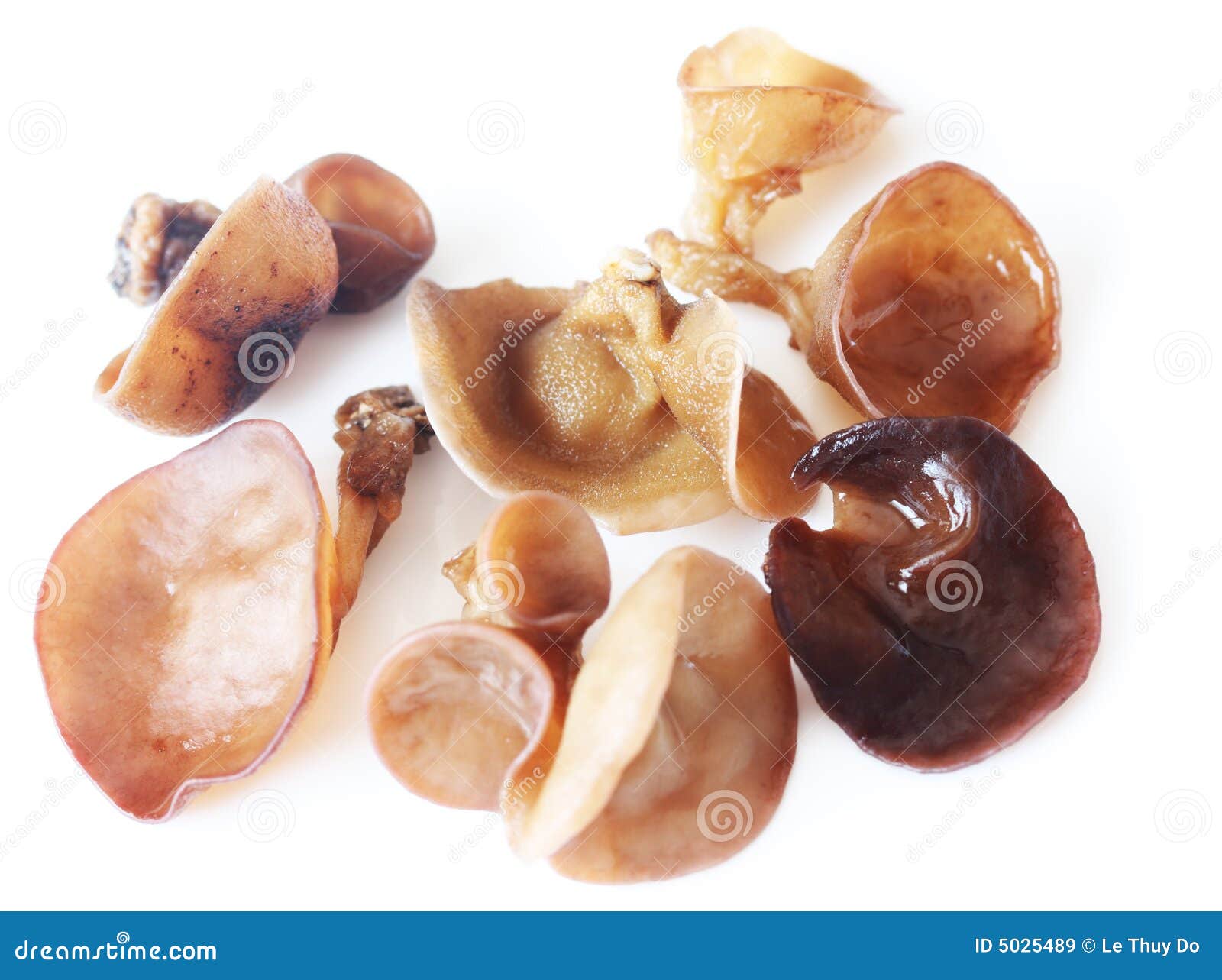 Wood Ear Mushrooms stock image. Image of fungus, vegetarian - 5025489
