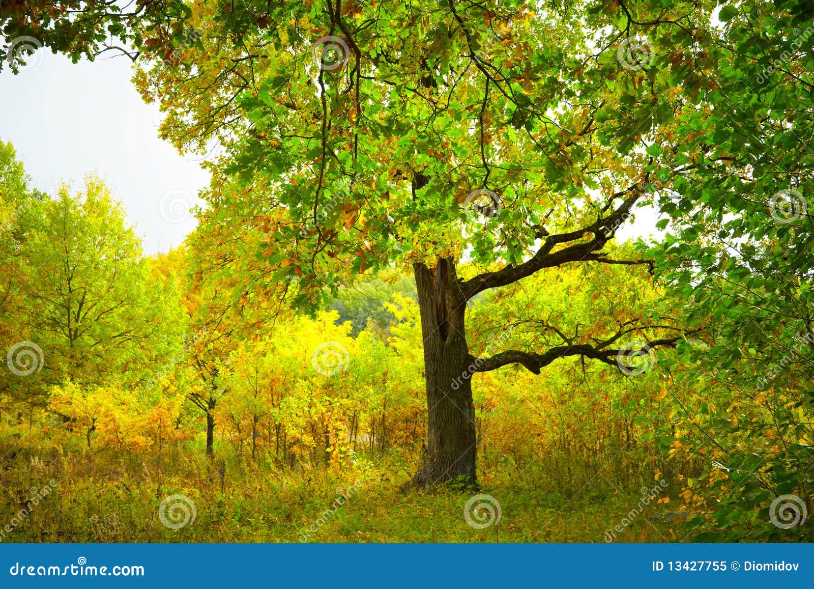 Wood in the early autumn stock image. Image of foliage - 13427755