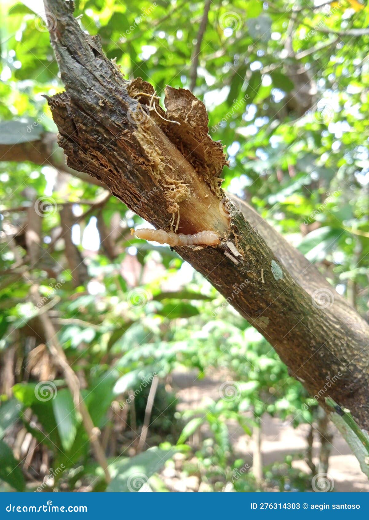 Wood eating caterpillar stock image. Image of invertebrate - 276314303