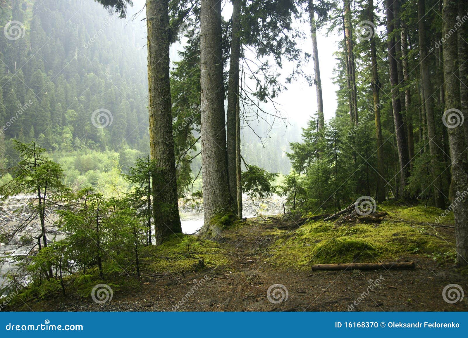 Wood edge stock photo. Image of precipice, sand, europe - 16168370